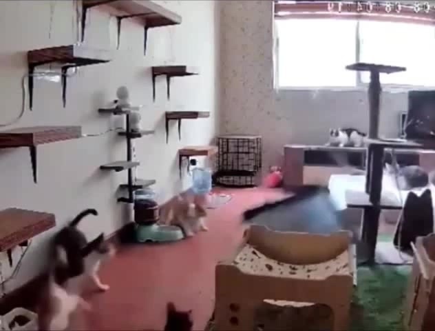 Harlem Shake but with cats - Coub