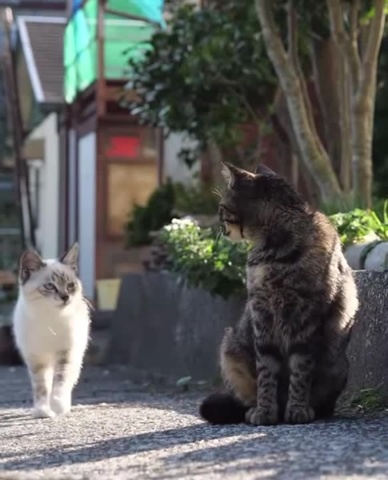 One love, one life, one star..... - Coub