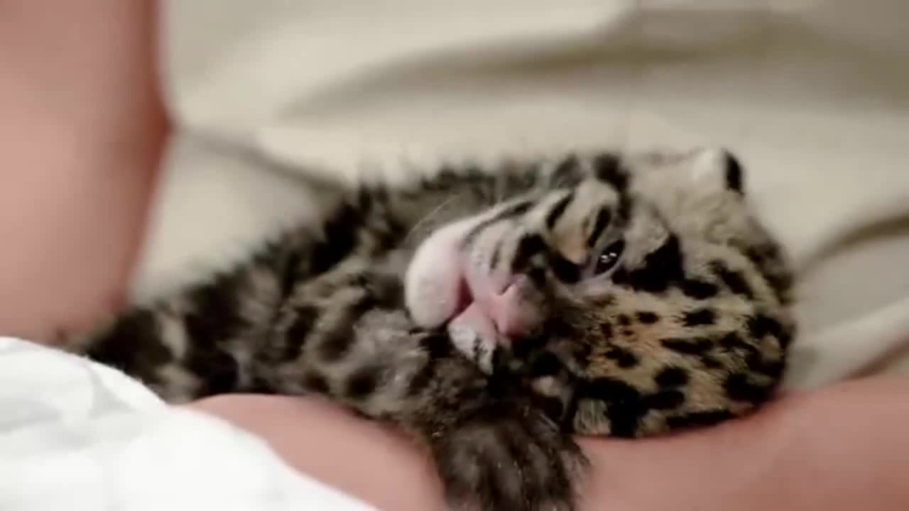 Lullaby for newborn leopard - Coub