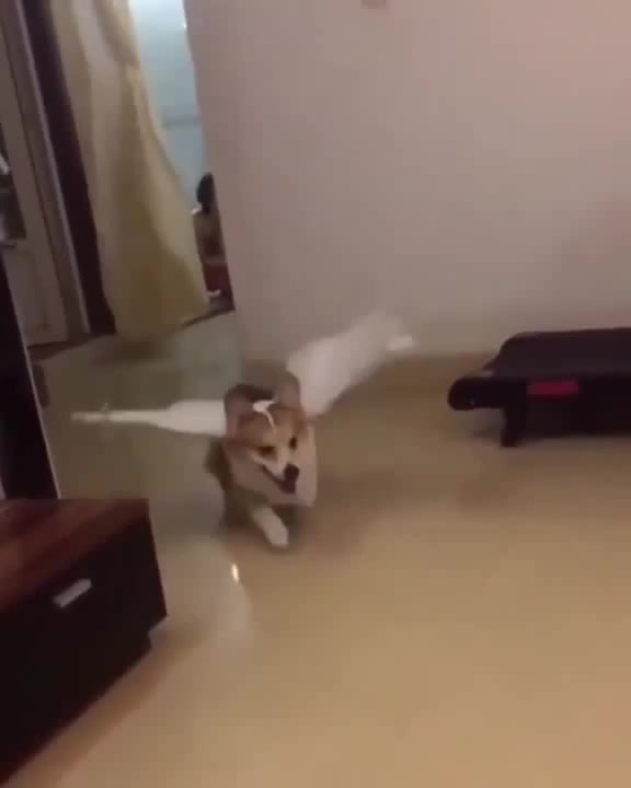 Flying Doggo - Coub