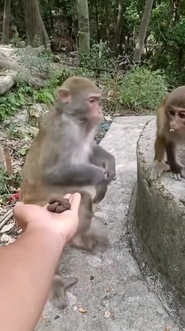 Monkey see, monkey don't like🤣🤣🤣🤣🤣 - Coub