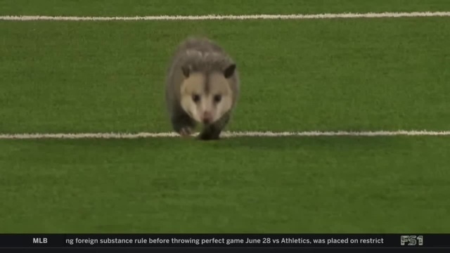 opossum gets dragged off the field during college football game - Coub