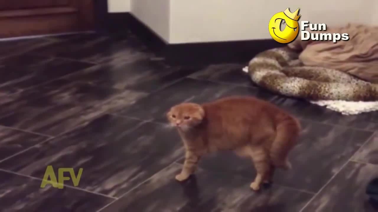 Cat hisses at dog in zebra mask - Coub