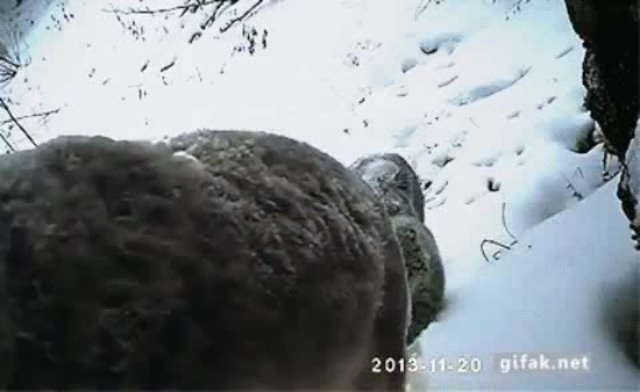 Snow leopards going through 200 Meters march - Coub