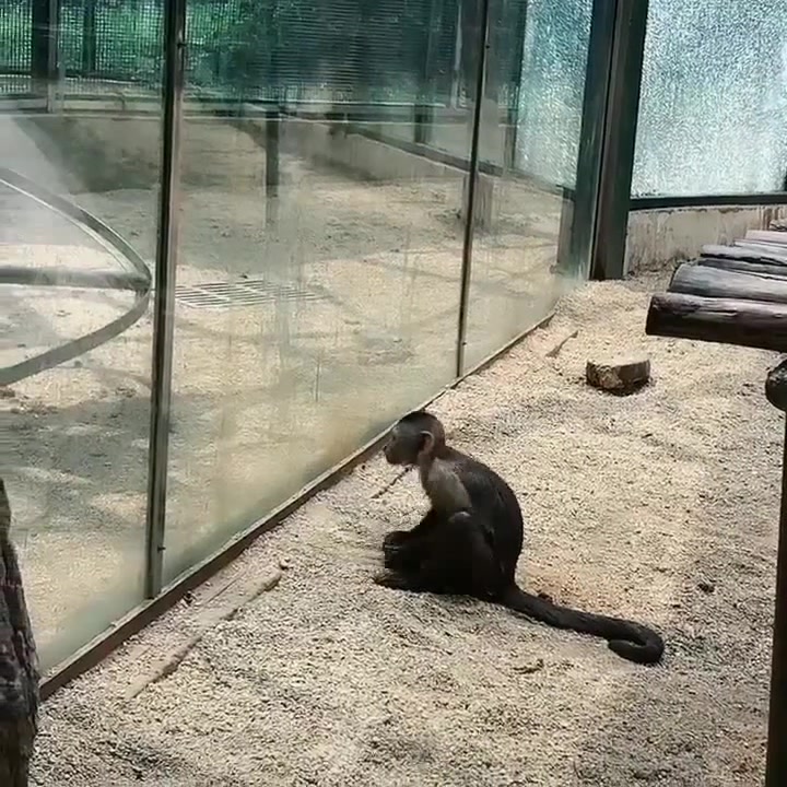 planet of the apes: it begins - Coub