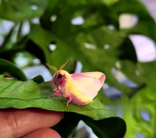 NINJA _( _ )_ MOTH - Coub