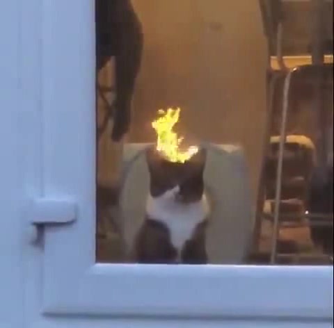 Head in fire (Cat in fire) - Coub