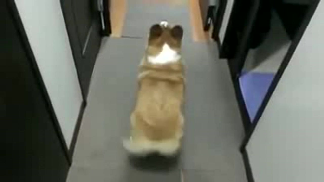 twerk twerk twerk - Coub