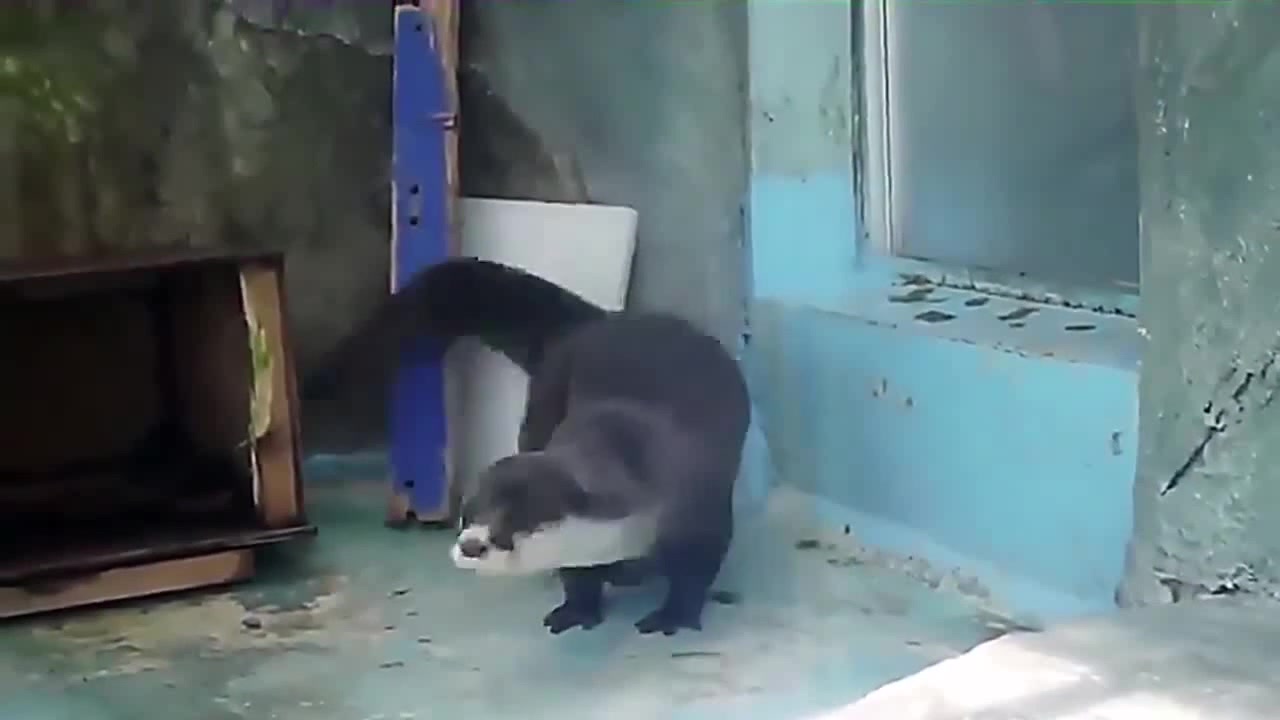 Hop, hop! Dance, everybody! - Coub