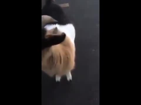 Give Us Another Animal - Coub