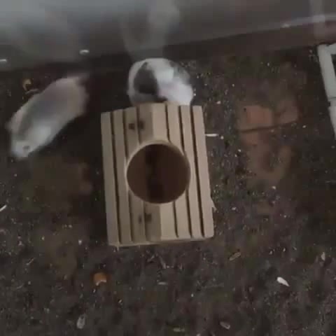 Speedy Hamster - Coub