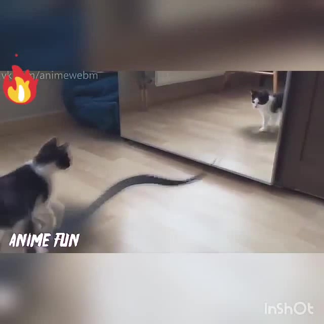 Kagemane no Jutsu - Coub