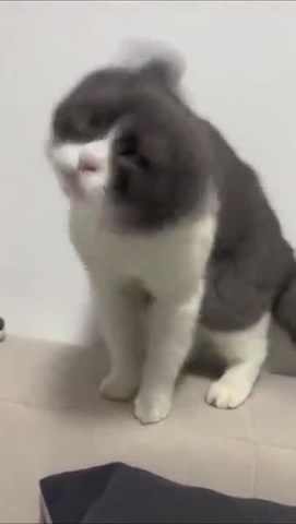 Fortunate cat - Coub