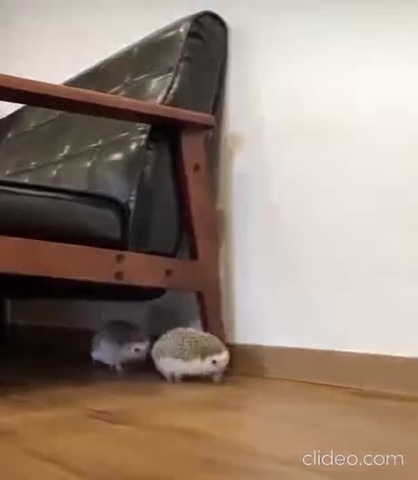 CS GO Hedgehogs - Coub