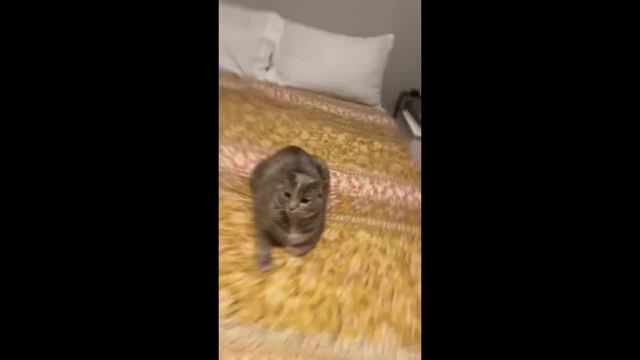 UNUSUAL MEMES - Coub