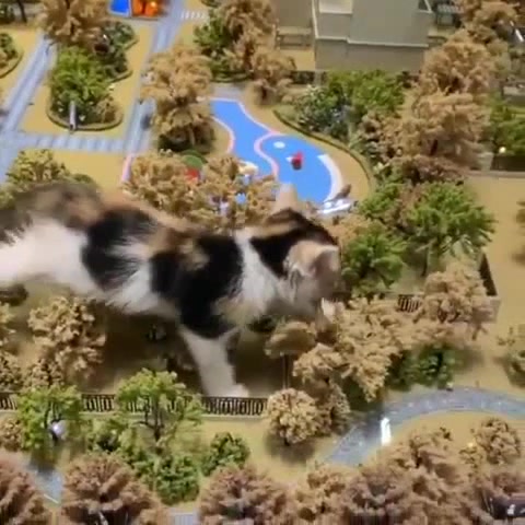 Catzilla - Coub