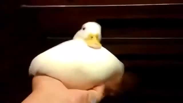Initial duck - Coub