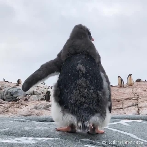 Penguin | Pooooop - Coub
