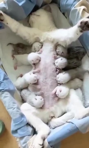 super mom cat - Coub