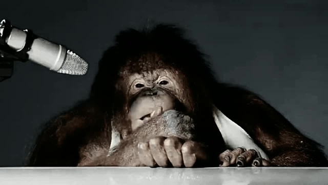 the perfect monkey - Coub