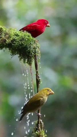 Bird in nature🕊️🪽🌬️🌱 - Coub