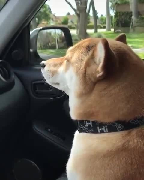 Dream by Theater of Shadows - Coub