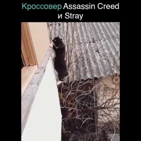 Assassin's Creed ft. Stray - Coub