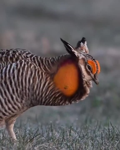 Greater Prairie Chicken - Coub