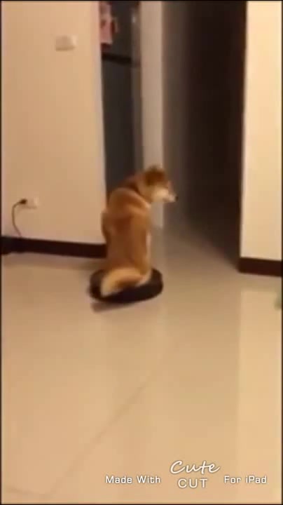 Doggo does an adventure - Coub