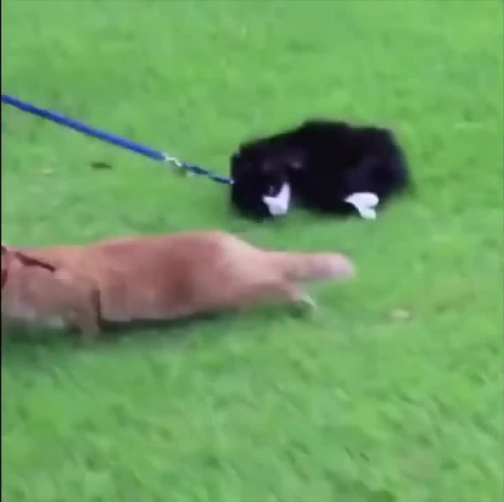 Lazy Cat (vine) - Coub