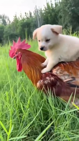 Ohhh so cute 🥺🥰😍 - Coub