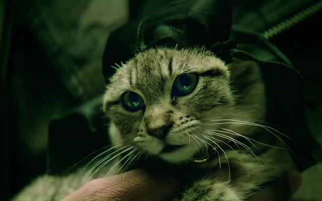 matrix 4 cat edition - Coub