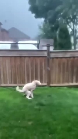 I NEED MORE POOPER - Coub