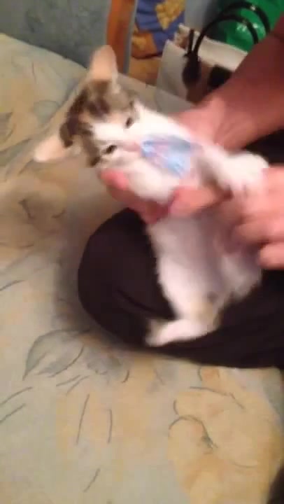 Котёнок дерётся за фантик / Angry cat fights for candy - Coub