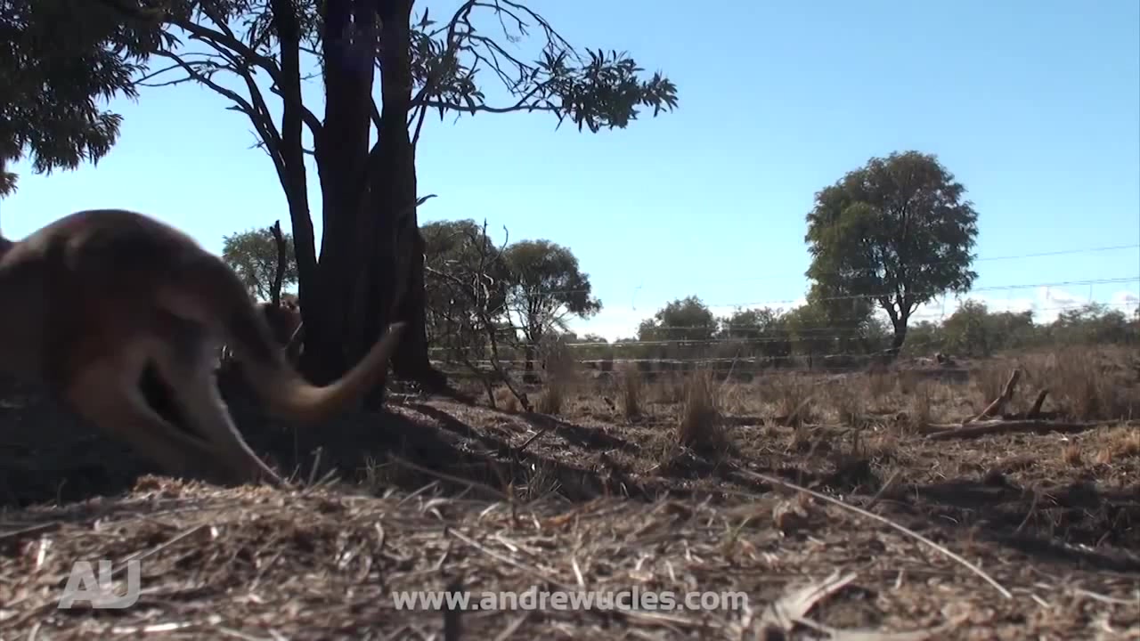How to catch a Kangaroo, disguised as an Emu - Coub