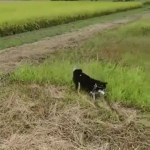 Goodbye vine :( - Coub