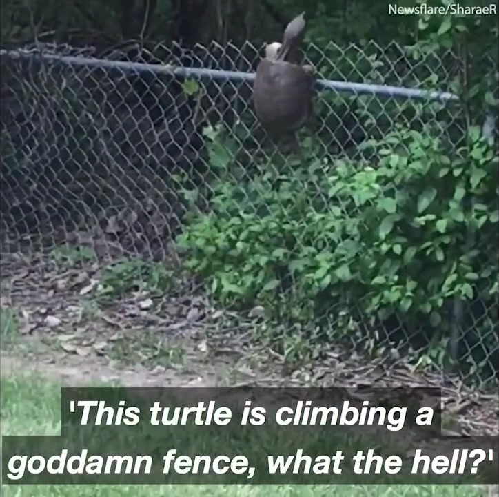 Черепашка-ниндзя | Turtle climbing fence - Coub