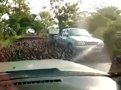 The Walking Ducks - Coub