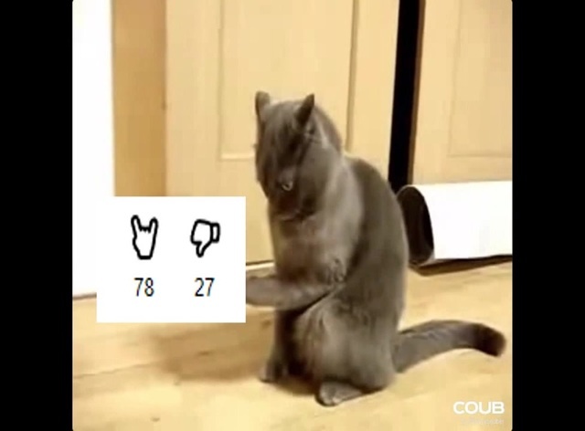 Typical Couber while checking his new COUB (press F) - Coub