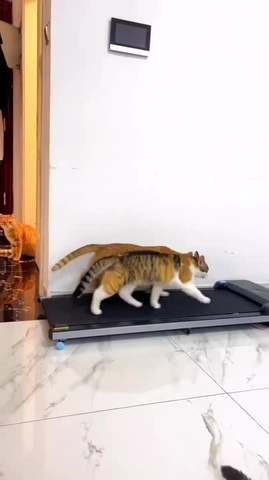 push it to the limit - Coub