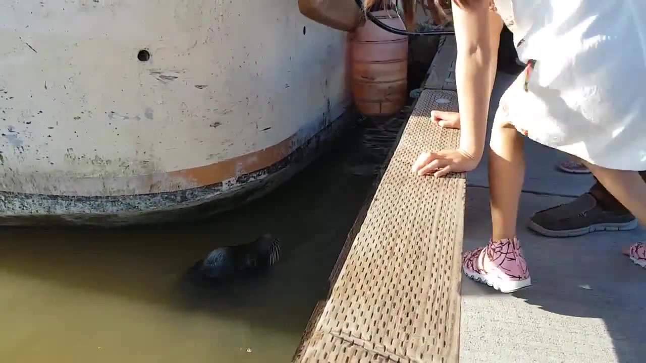 Seal Pulls Girl Into Water - Coub