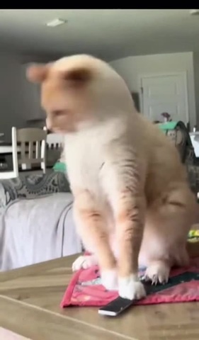 PUSH THE TEMPO - Coub