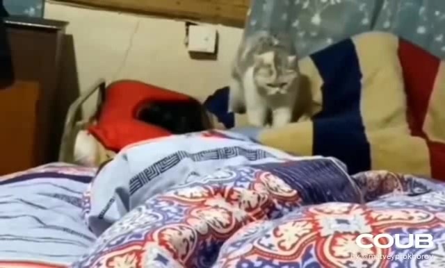 Cat - Boss B*tch: Doja Cat - Boss B*tch - Coub