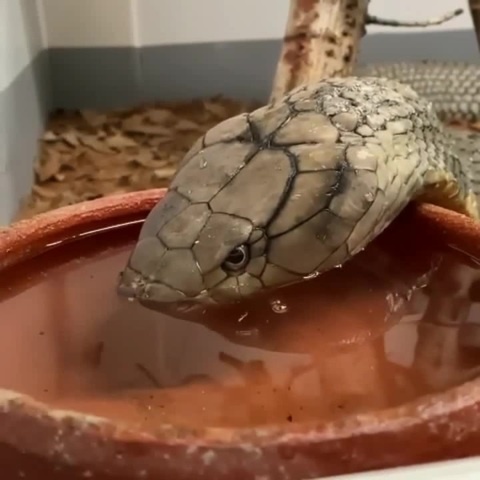 Half life snake healing sound - Coub