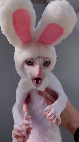 Rabbit sphinx - Coub