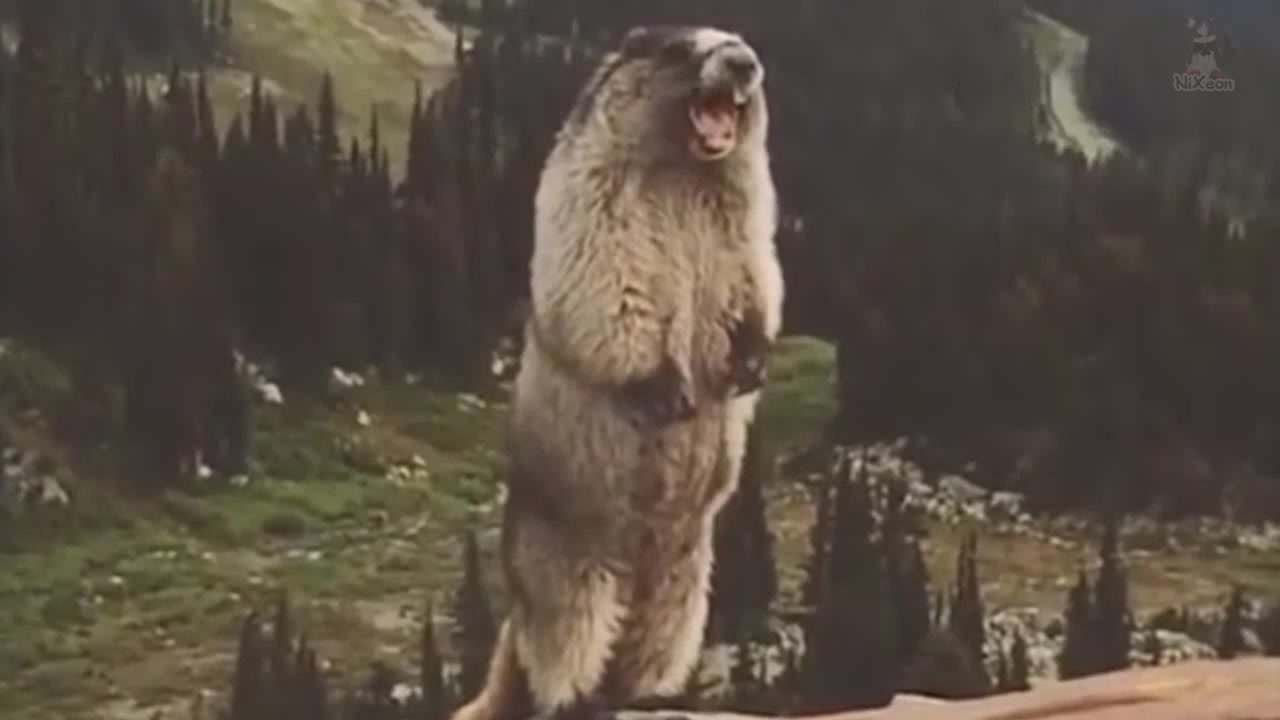 AAAAAAAAAAAAAAAAA! - Coub