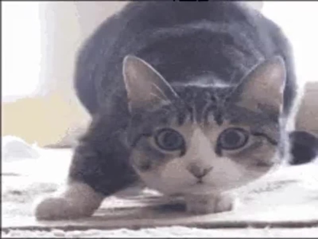 Wiggle Cat Dance - Coub