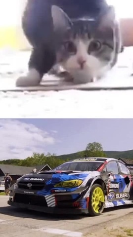 Cat vs Car👇👇👇👇👇 - Coub