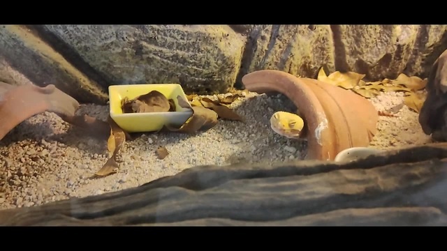 Leopard geckon mood - Coub