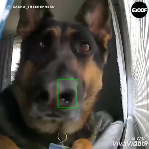 German Shepherd - Coub